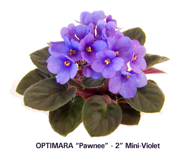 Plant Care Instructions for African Violets