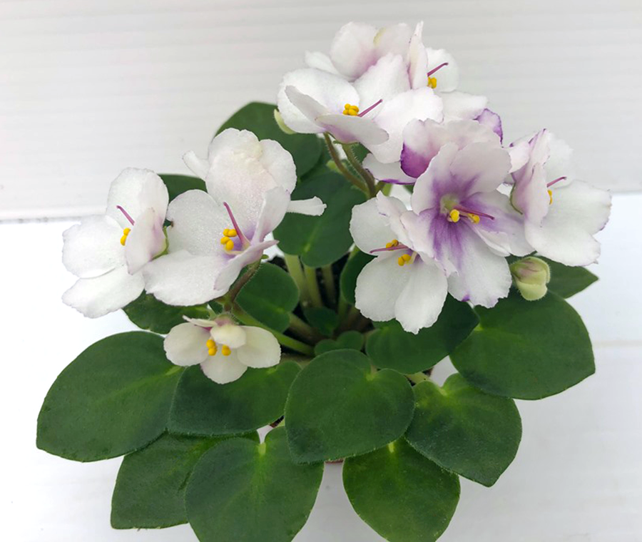 Optimara Little Duet - NEW 2 In Mini Violet