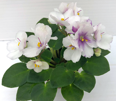 Optimara Mini Violets